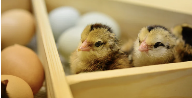 Baby Chick Health: Essential Chick Feeding Considerations and Tips — Roobeez